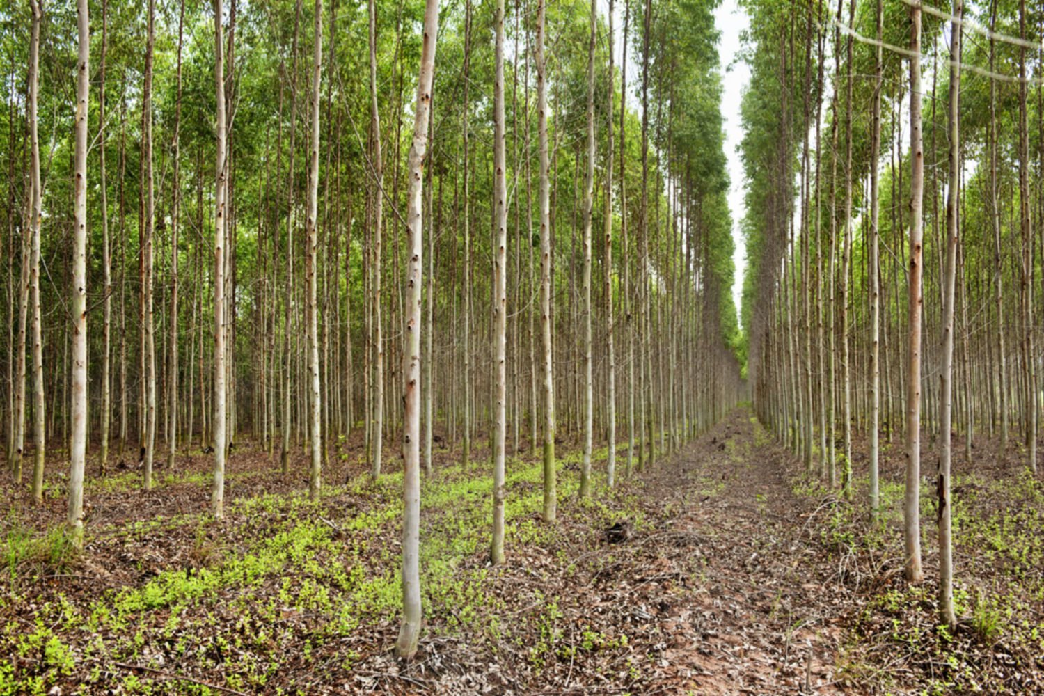The Environmental Perils of Monoculture Tree Planting - Terra Vida Academy